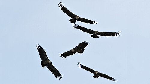 Die Pleitegeier kreisen schon - DVZ